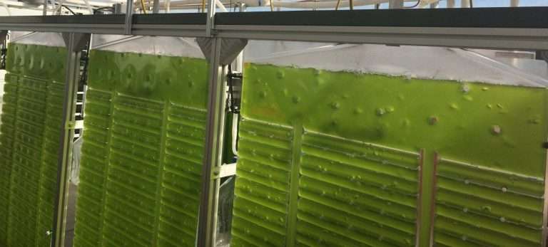 Photobioreactor Advantages and Disadvantages - Industrial Plankton